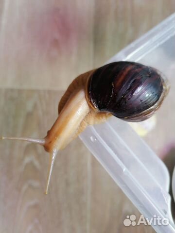 Улитки-Ахатины