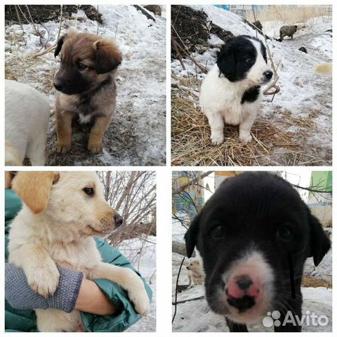 Щенок в добрые руки