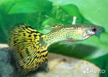 Мальки гуппи