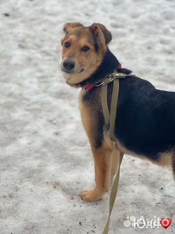 Собака в добрые руки