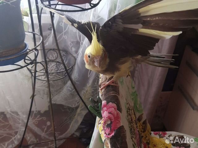 Попугай карелла