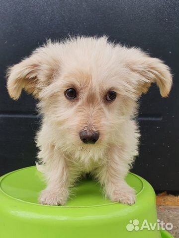 Молли в поисках дома