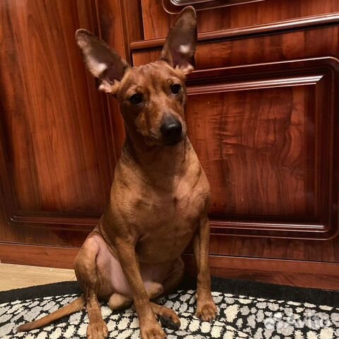 Цвергпинчер вязка