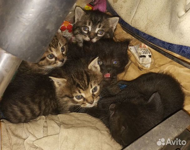 Отдам милых очаровательных котят девочек мальчиков