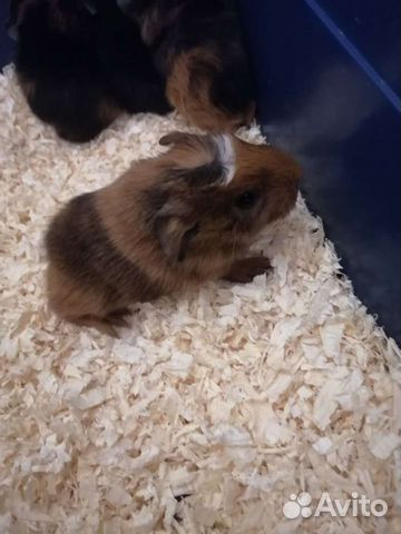 Морская свинка