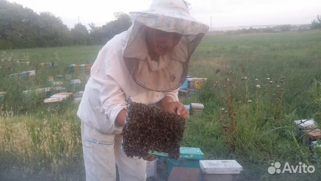 Пчеломатки карпатской породы