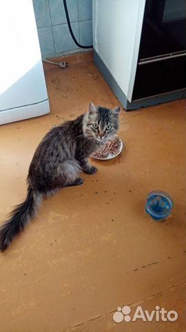 Отдам кота в добрые руки