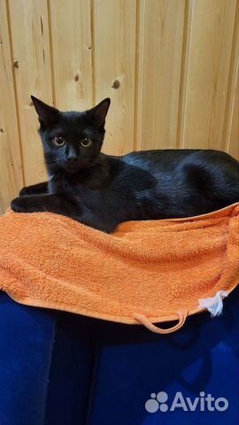 Красотка 6 месяцев