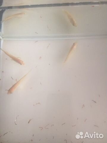 Рыбки «гурами мраморная»