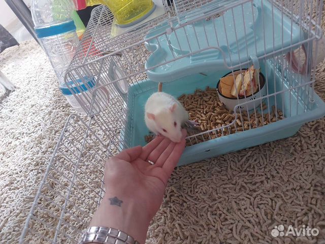 Крыса с клеткой