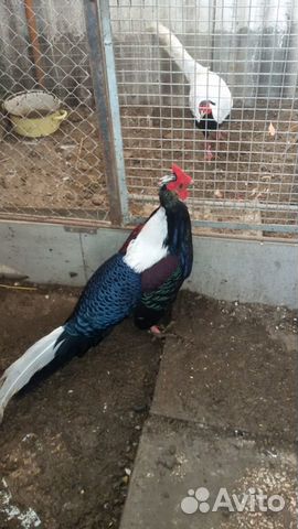 Птица декорактивная