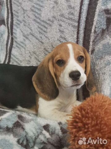 Бигль шикарный мальчик