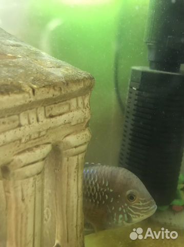 Хищные рыбки акара