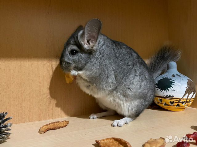 Шиншилла носитель ангоры, сапфира и фиолета