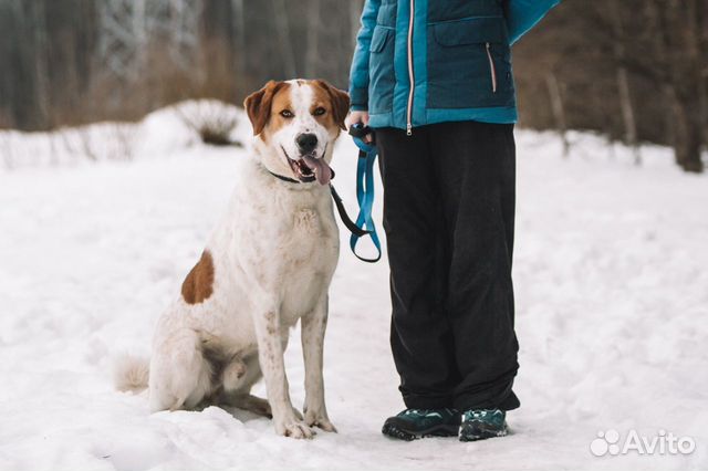 Собака ищет дом