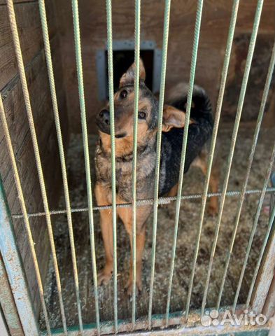 Заглядывает в глаза и умоляет спасти