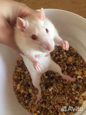 Крыса дамбо