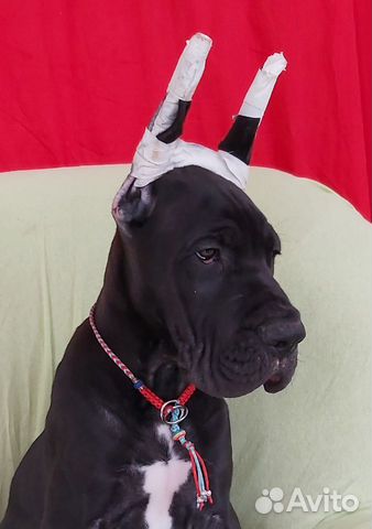 Щенки немецкого дога