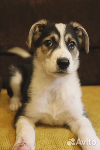 Маленькая девочка щенок в добрые руки