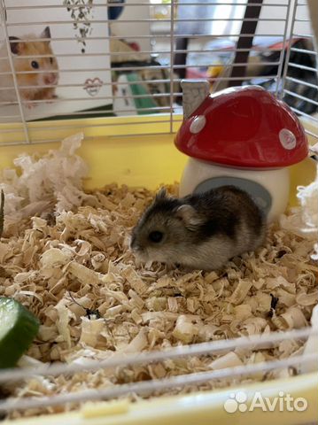 Джунгарский хомяк с клеткой