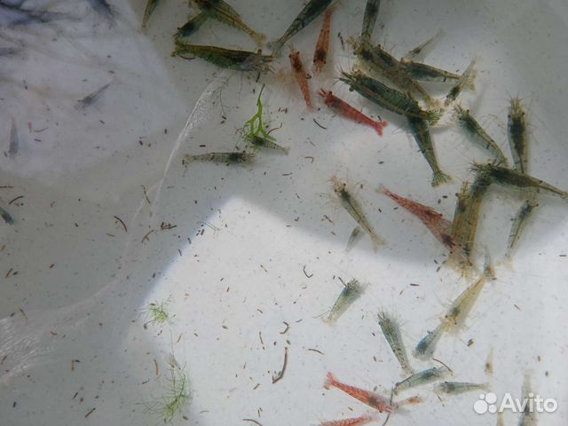 Аквариумные креветки