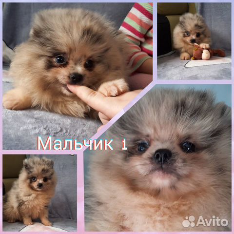 Милые детки с коричневым геном