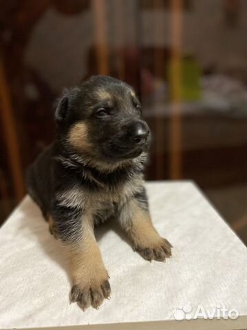 Немецкая овчарка