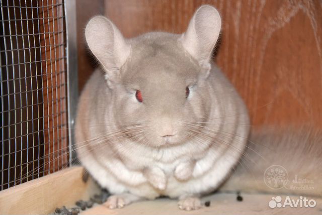 Шиншилла гомобежевый бархат 9 месяцев