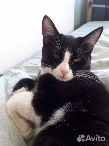 Котенок Тасечка