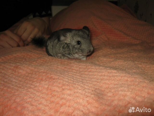 Шиншилла девочка д.р.14.02.2022