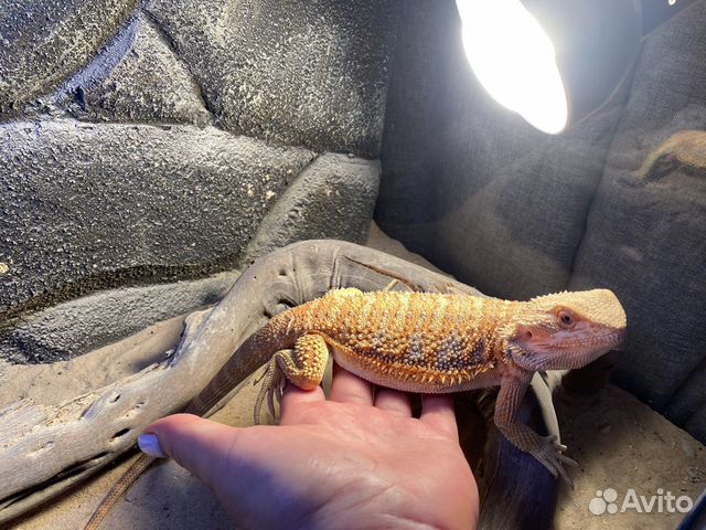 Бородатая агама с террариумом