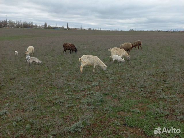 Нубийские козы