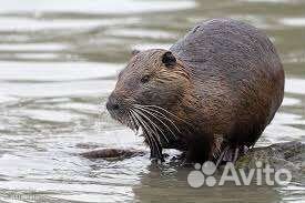 Нутрии