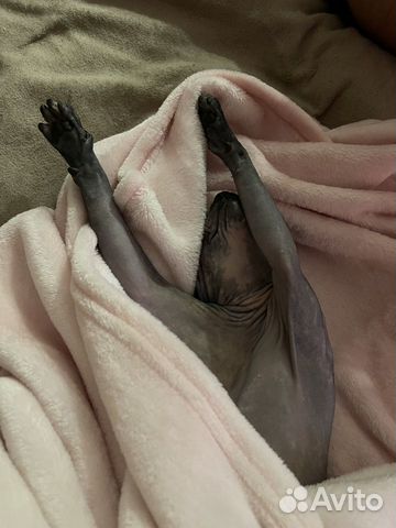 Вязка) сфинкс девочка