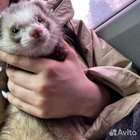 Продам хорька