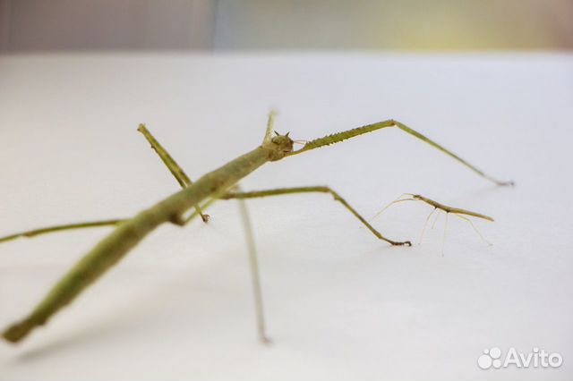 Жук-палочник (вырасти своего покемона)