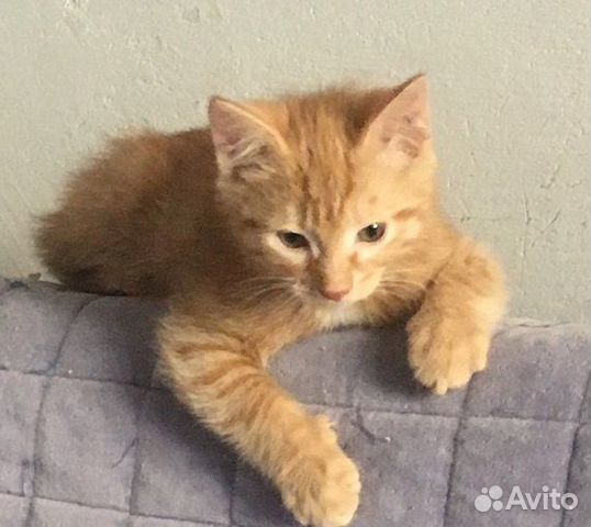 Рыжий Лис- котенок