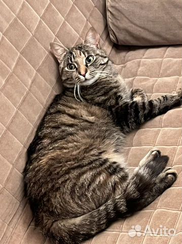 Невероятной красоты Машуня ищет дом