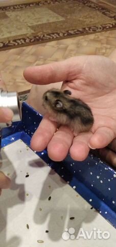 Джунгарский хомячки