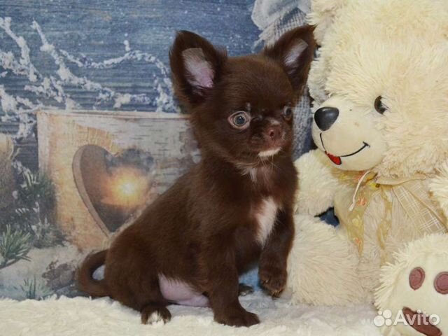 Шоко мальчиш