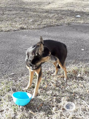 Найдена собака