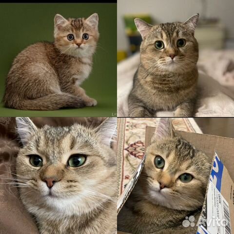 Котик скоттиш страйк в добрые руки дар бесплатно