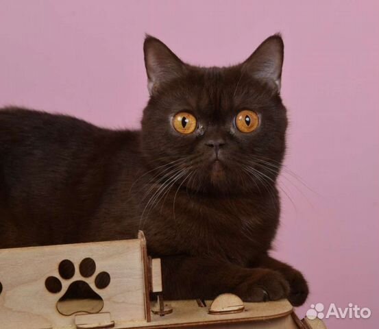 Шоколадка Ладушка в добрые руки