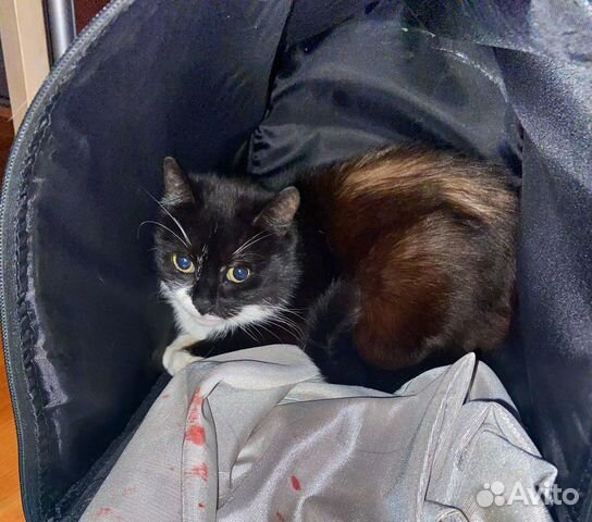 Кошечка в добрые руки