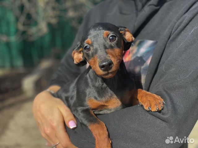 Цвергпинчер, карликовый пинчер) девочка