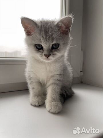 Шотландский котенок мальчик