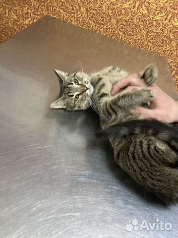 Котенок мальчик