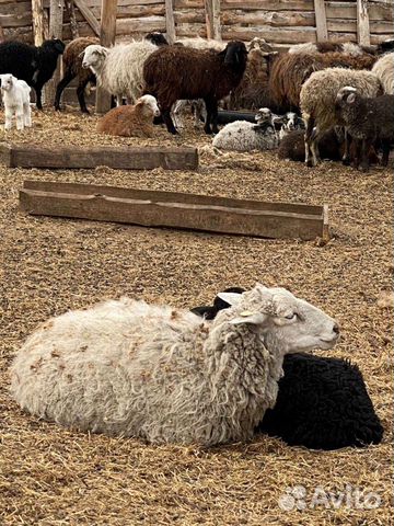 Бараны овцыматки живым весом