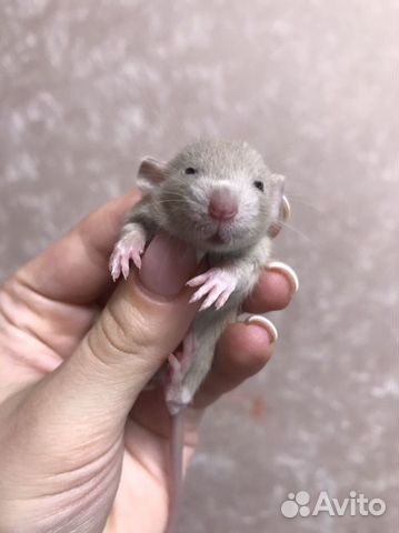 Крысята дамбо