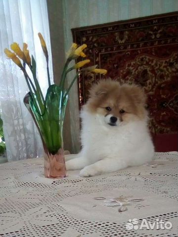 Померанский шпиц